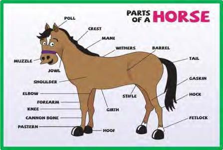 FRVPC Junior Pony Club